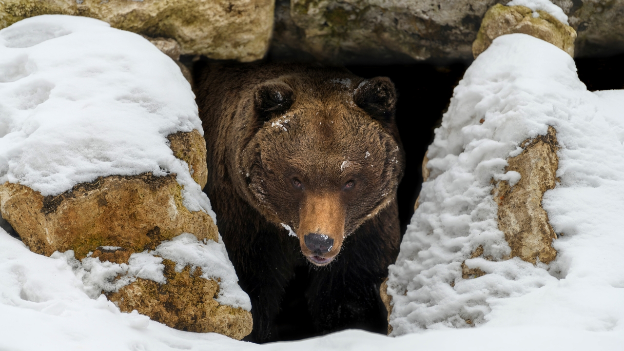 What to Do If You Encounter a Bear In the Wild – The Avid Outdoorsman