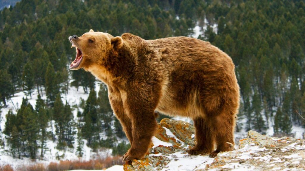 The World s Most Dangerous Bears Ranked By Threat Level The Avid The World s Most Dangerous Bears Ranked By Threat Level The Avid