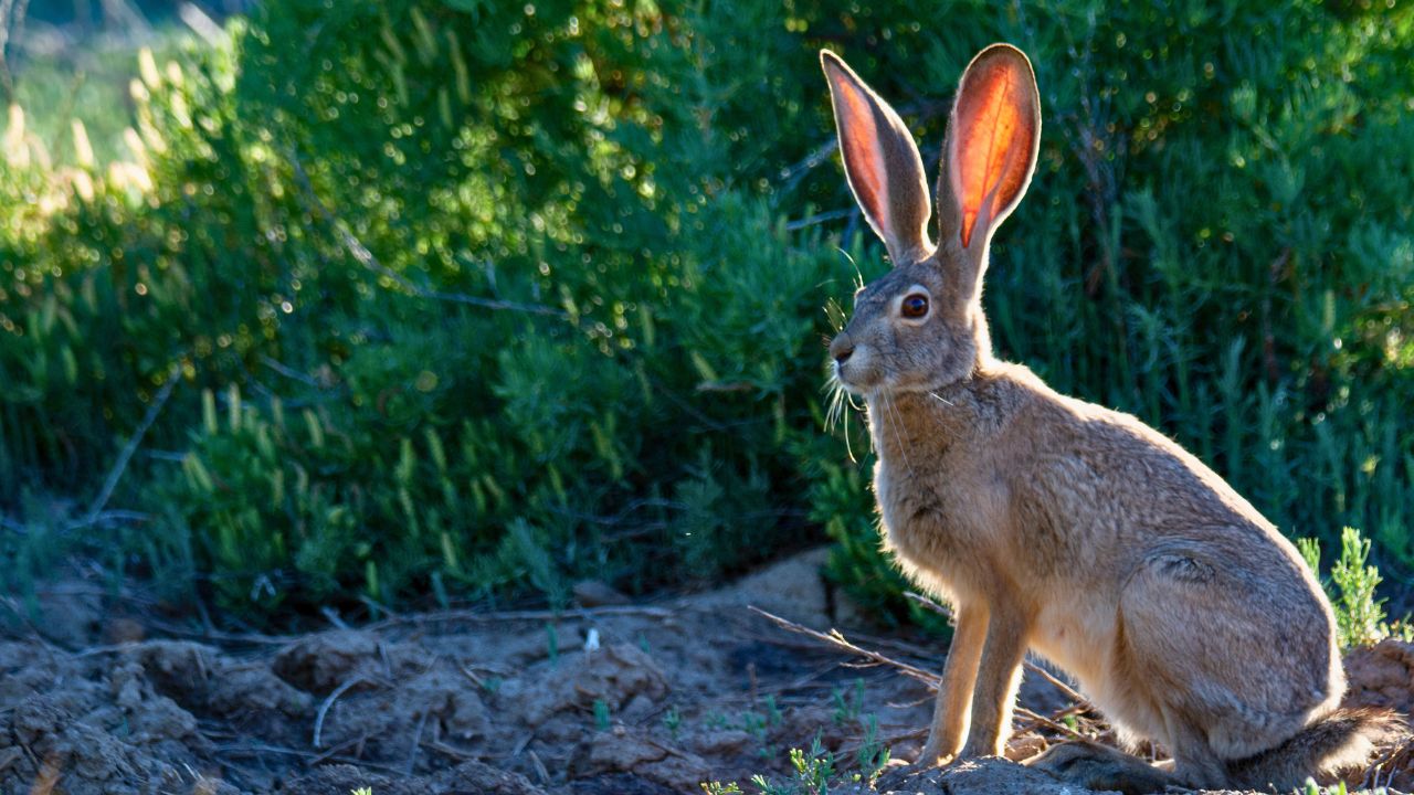 The Best Tips for Hunting Jackrabbits with a .22 - The Avid Outdoorsman