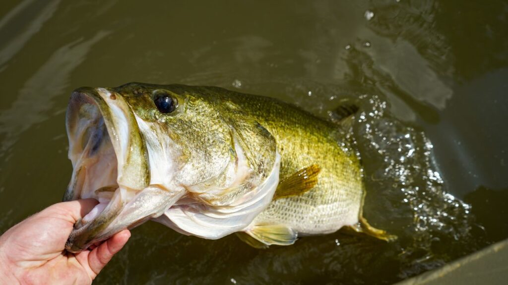 15 surprising facts about largemouth bass - The Avid Outdoorsman