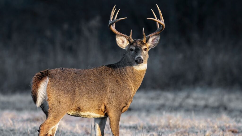 The Best States for DIY Public Land Deer Hunts - The Avid Outdoorsman