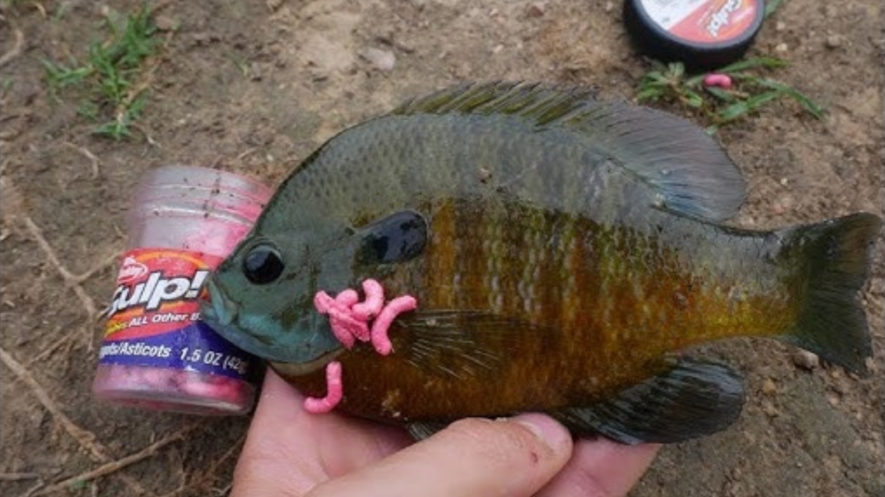 Proven Baits That Catch More Bluegill and Panfish - The Avid Outdoorsman