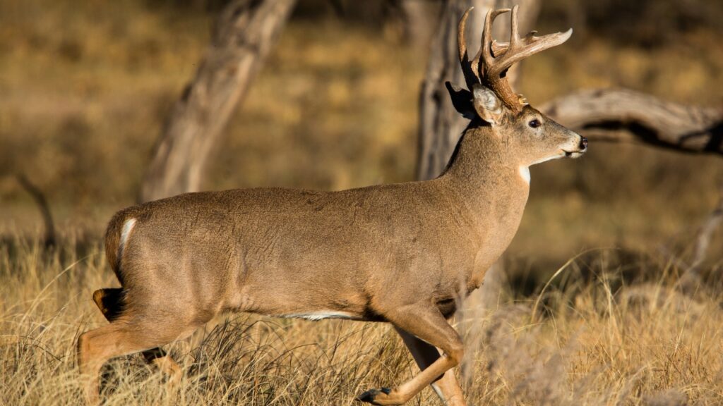 Why I Still Shoot .30-30 in 2025 - The Avid Outdoorsman