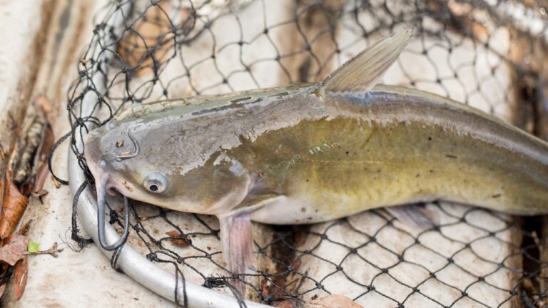 15 surprising facts about catfish - The Avid Outdoorsman