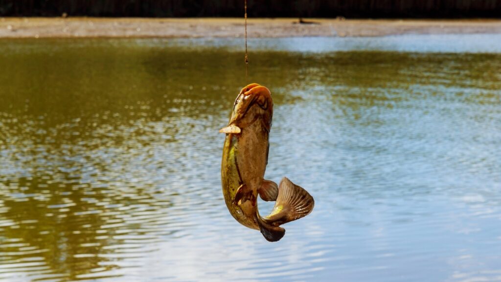 11 Tips for Catching Catfish Like a Pro - The Avid Outdoorsman