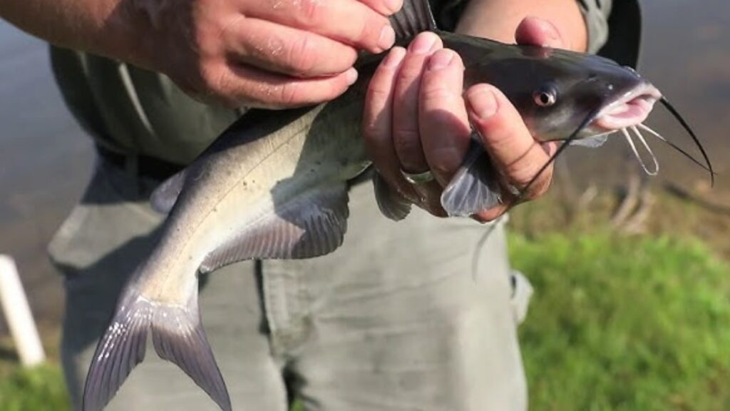 11 Tips for Catching Catfish Like a Pro - The Avid Outdoorsman