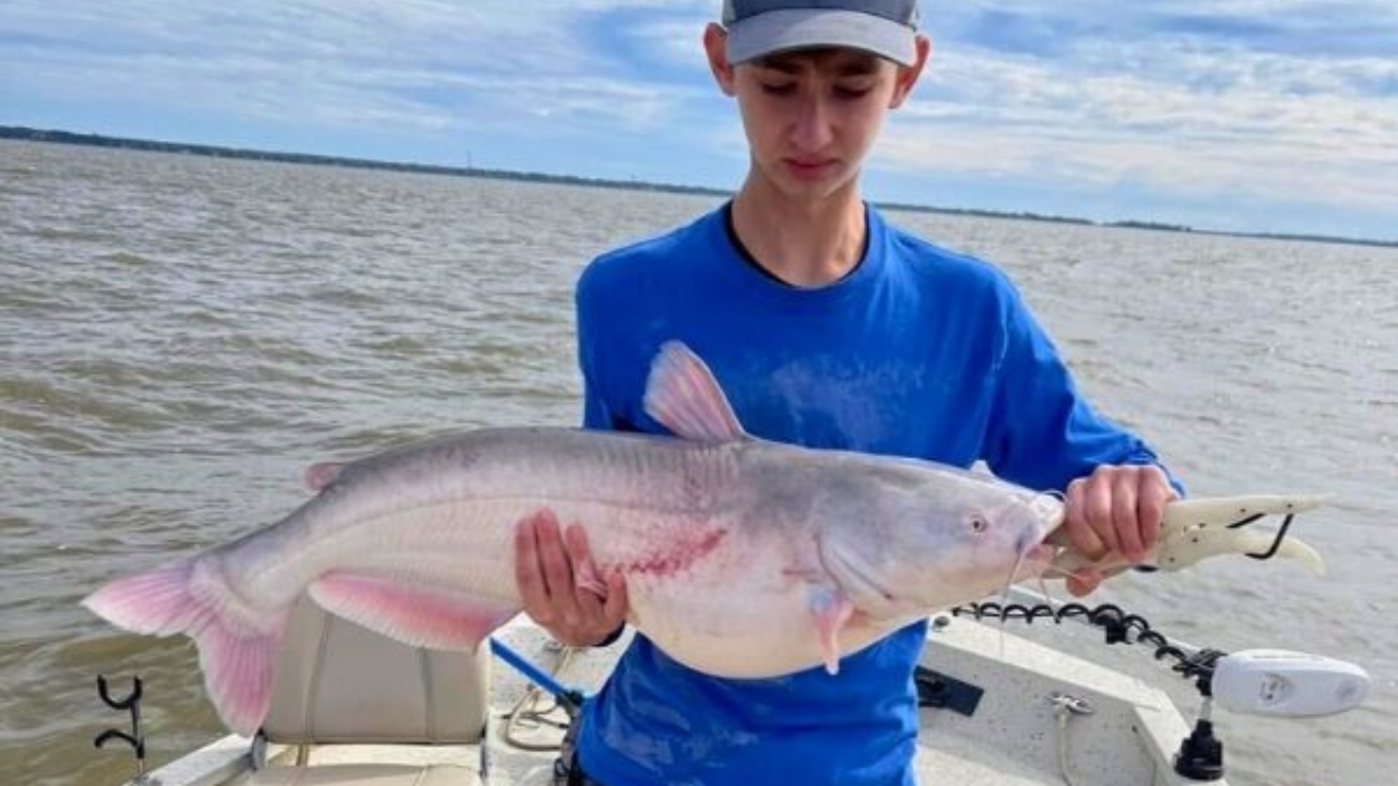 11 Tips for Catching Catfish Like a Pro - The Avid Outdoorsman