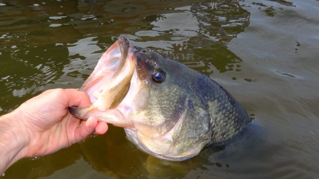 The Best Fishing Spots in the U.S. for Trophy Bass in 2025 - The Avid ...
