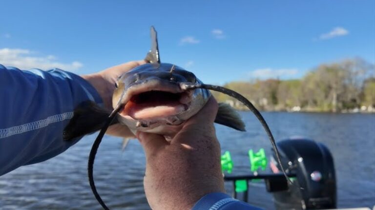11 Tips for Catching Catfish Like a Pro - The Avid Outdoorsman