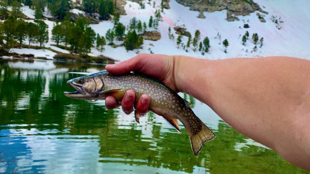 10 Proven Trout Fishing Techniques for Clear Water - The Avid Outdoorsman