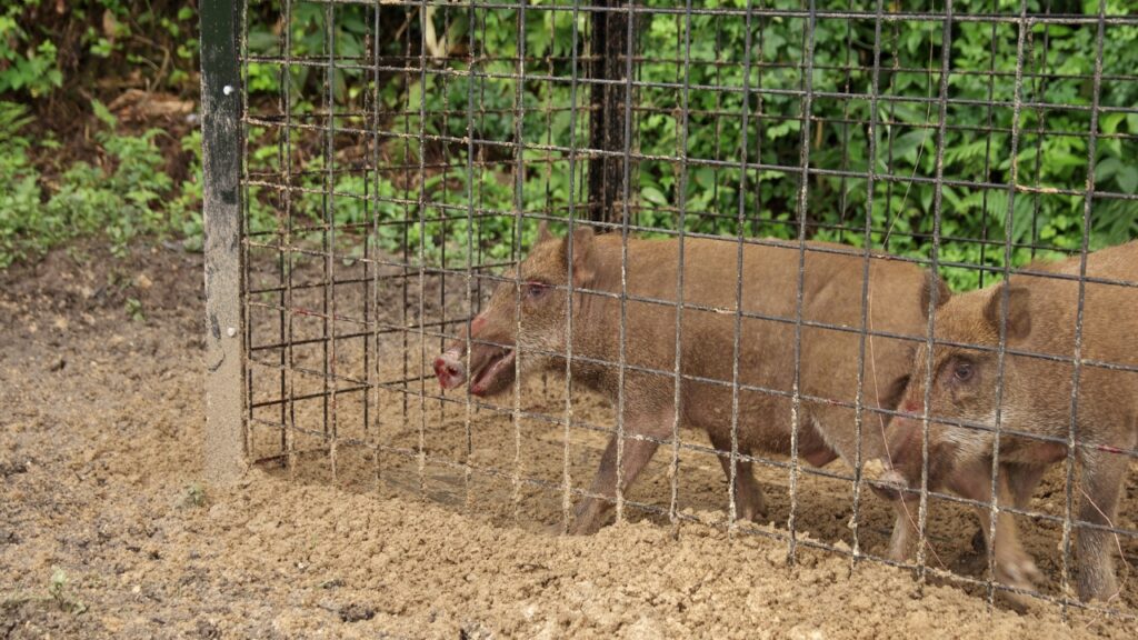 Hog Trapping Secrets Every Hunter Should Know - The Avid Outdoorsman