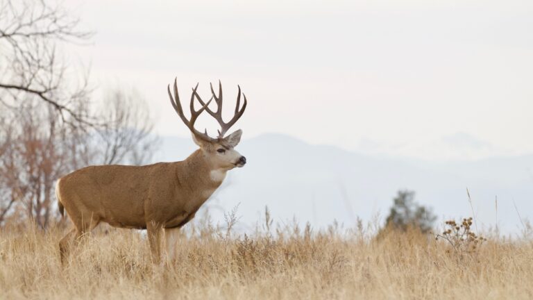 15 states where mule deer range is shifting faster than hunters expect ...