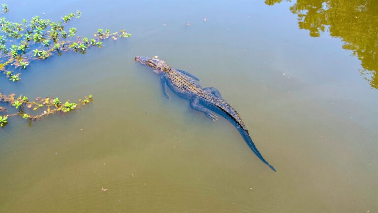 Ranked: The Most Dangerous Predators in North America - The Avid ...