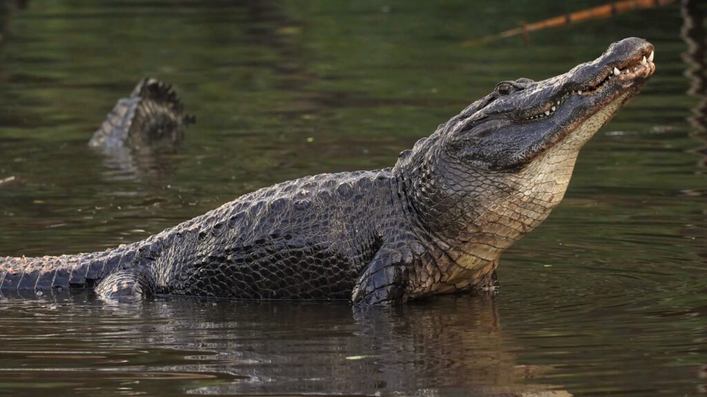 15 states where alligator encounters are becoming normal - The Avid ...