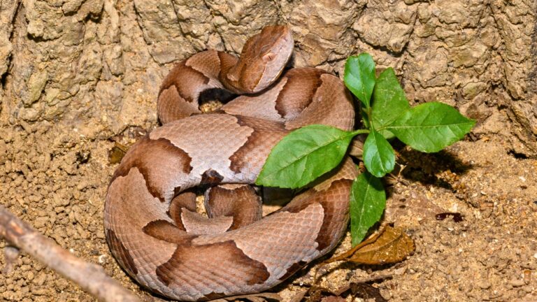 15 surprising facts about copperheads - The Avid Outdoorsman