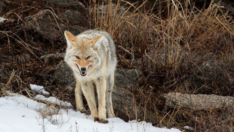 The U.S. states with the biggest coyote populations - The Avid Outdoorsman