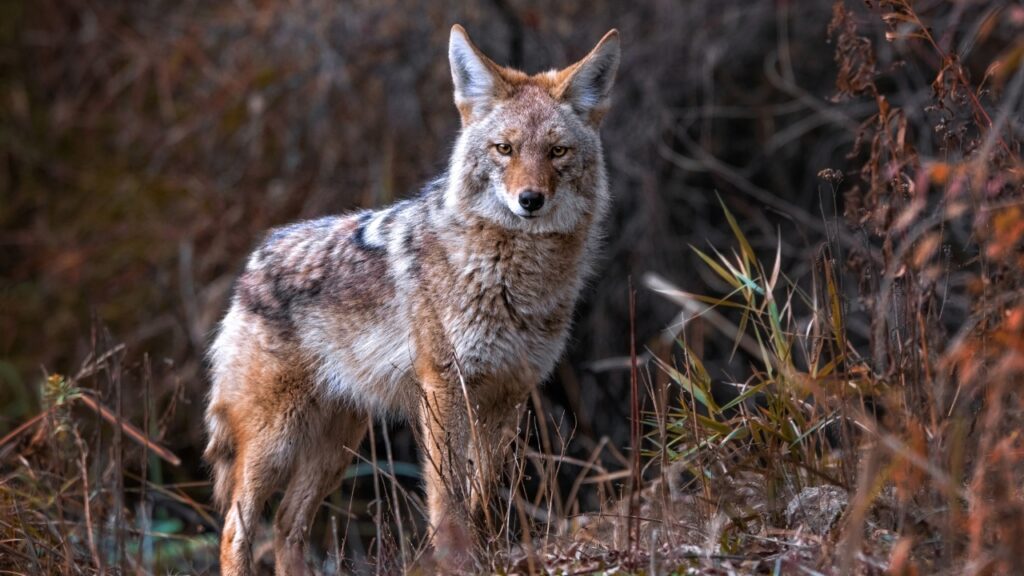 The U.S. states with the biggest coyote populations - The Avid Outdoorsman