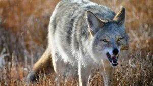 The U.S. states with the biggest coyote populations - The Avid Outdoorsman