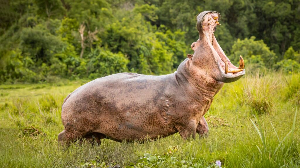 The Most Aggressive Predators You Might Cross Paths With in the Wild ...