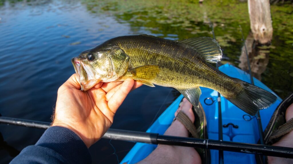 How to Catch Bass on the Toughest Summer Days - The Avid Outdoorsman