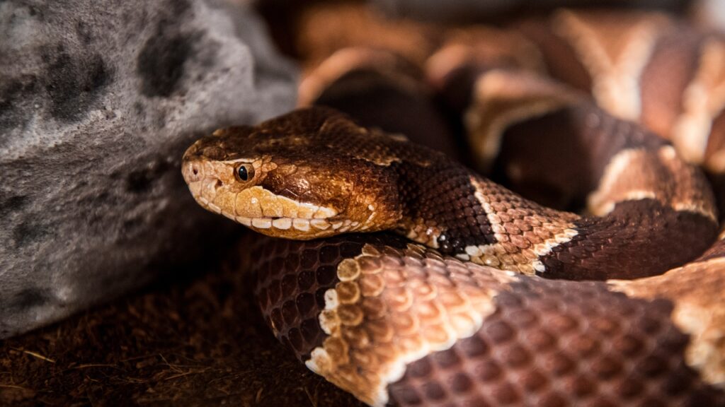 15 states where copperheads are the most common yard snake - The Avid ...