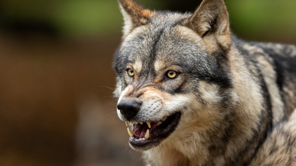 Ranked: The Most Dangerous Predators in North America - The Avid ...