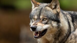 Ranked: The Most Dangerous Predators in North America - The Avid ...