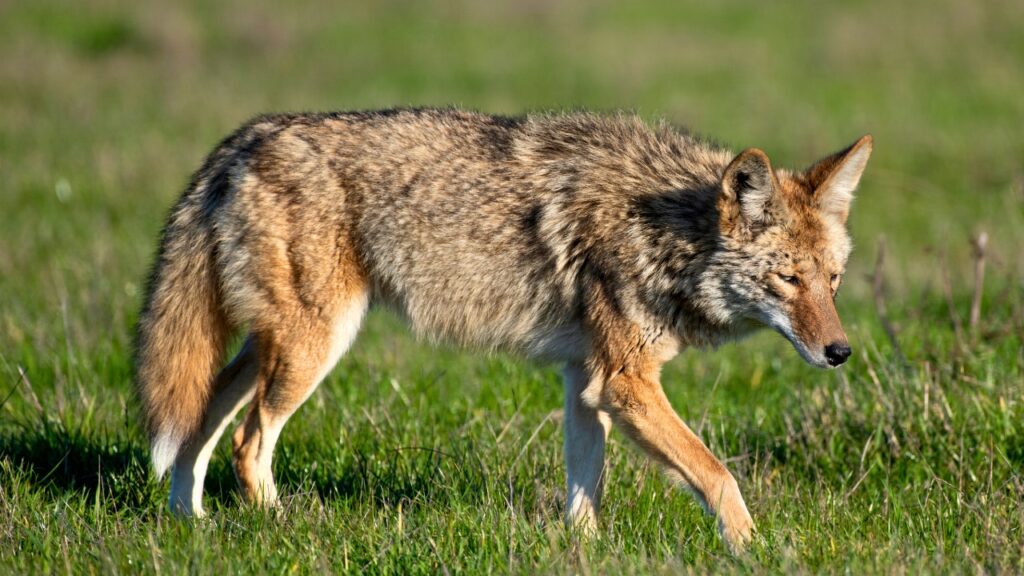 The U.S. states with the biggest coyote populations - The Avid Outdoorsman
