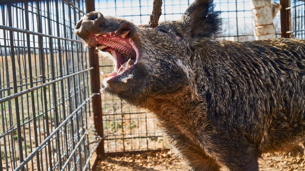 15 U.S. states where feral hogs are expanding fastest - The Avid ...