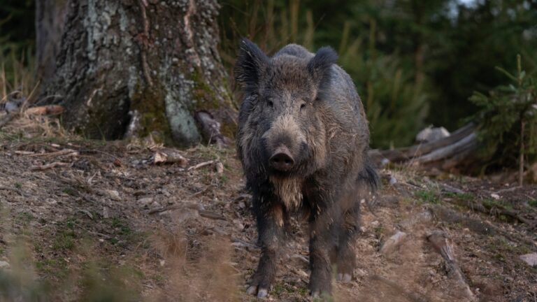 The States With the Most Wild Hogs and How They’re Taking Over - The ...