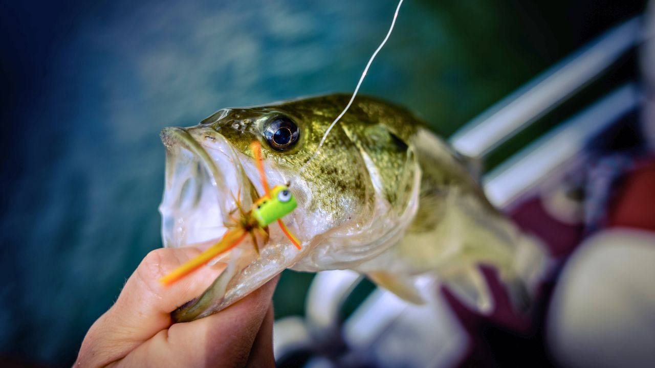 Best Bass Fishing Spots You’ve Never Tried - The Avid Outdoorsman