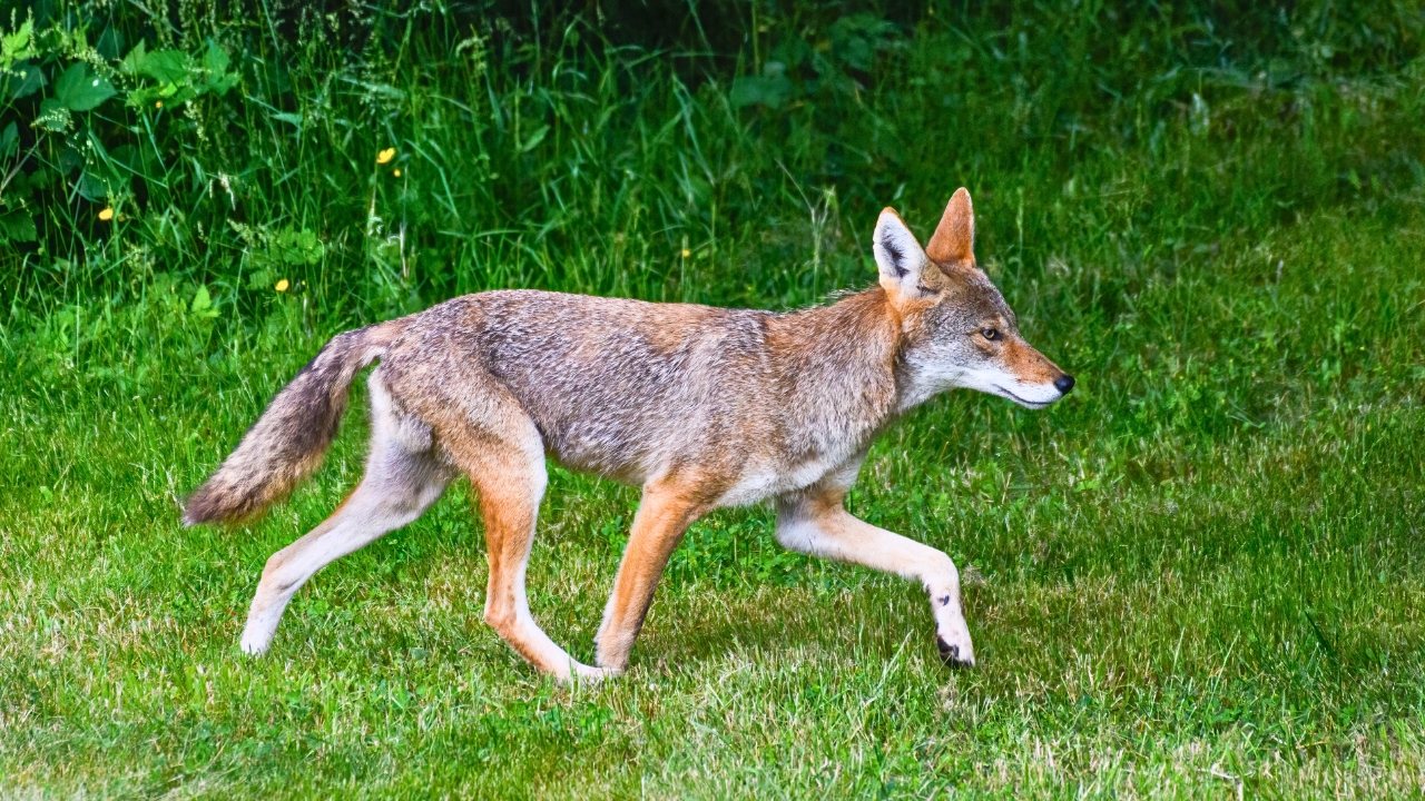 Tips for spotting pressured coyotes when they’re hanging back - The ...