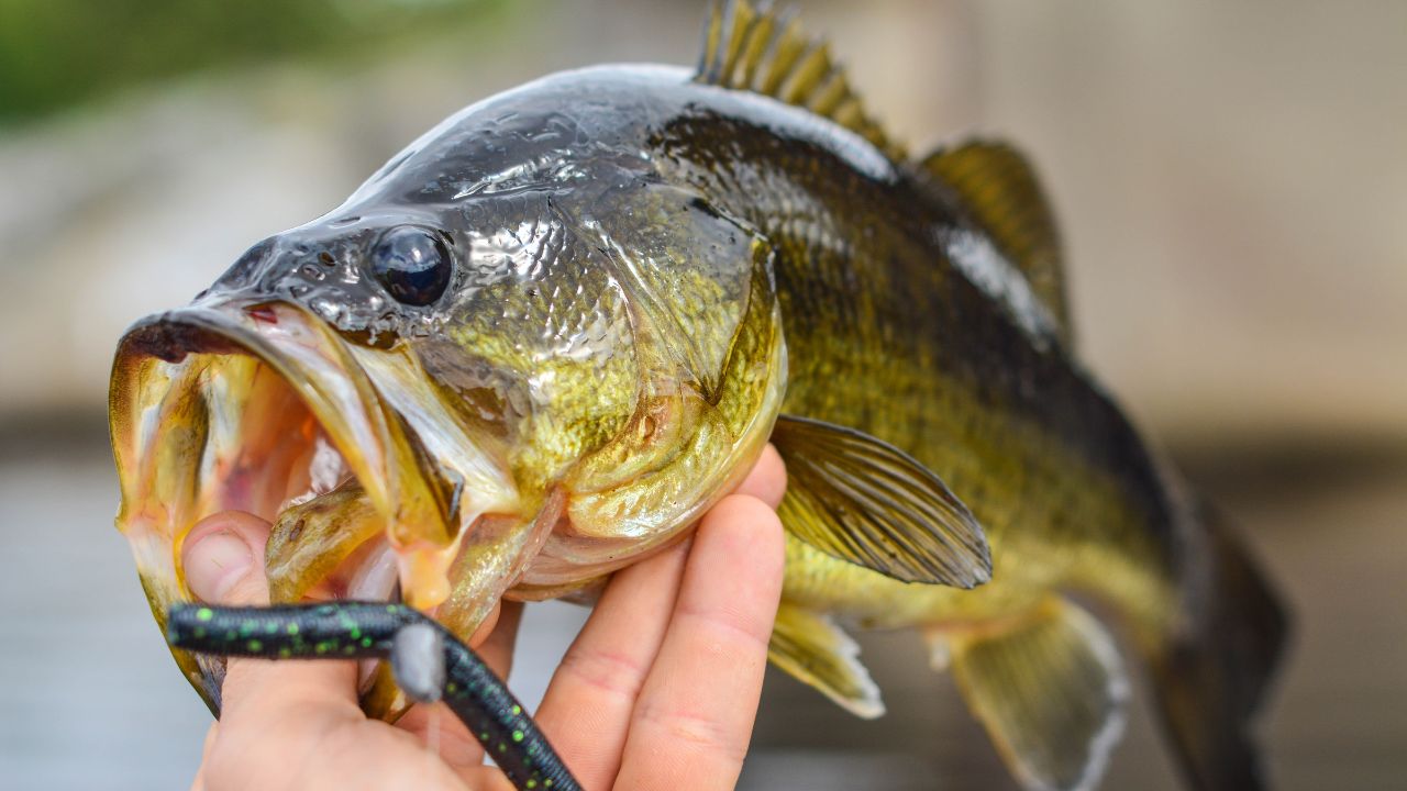 7 Summer Bass Patterns That Actually Work - The Avid Outdoorsman