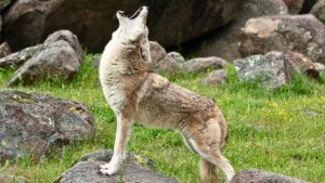 The U.S. states with the biggest coyote populations - The Avid Outdoorsman