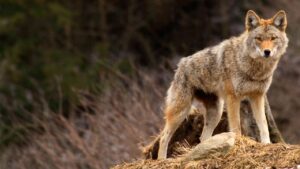 The U.S. states with the biggest coyote populations - The Avid Outdoorsman