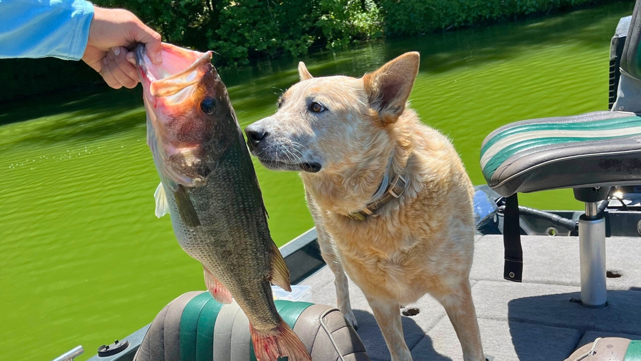 9 Ways to Catch More Bass at Night Like a Pro – The Avid Outdoorsman
