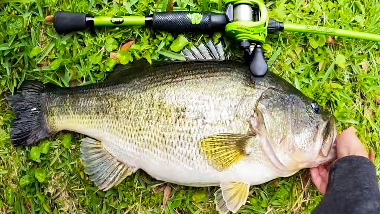 10 Best Bass Fishing Lures That Never Fail – The Avid Outdoorsman