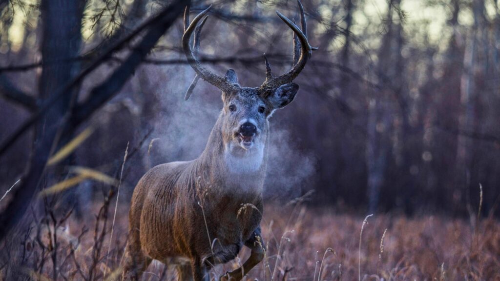 Skip These Calibers When Going After Wild Boar – The Avid Outdoorsman