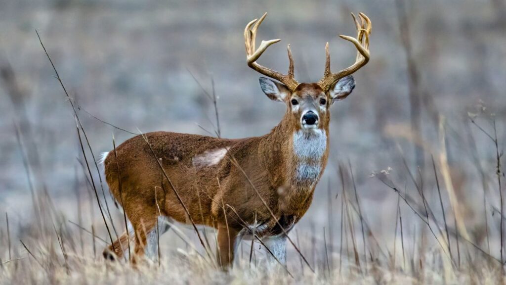 8 Deer hunting myths that keep hunters from filling tags - The Avid ...