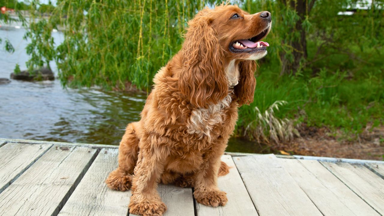 Best hunting dog breeds for waterfowl hunters - The Avid Outdoorsman