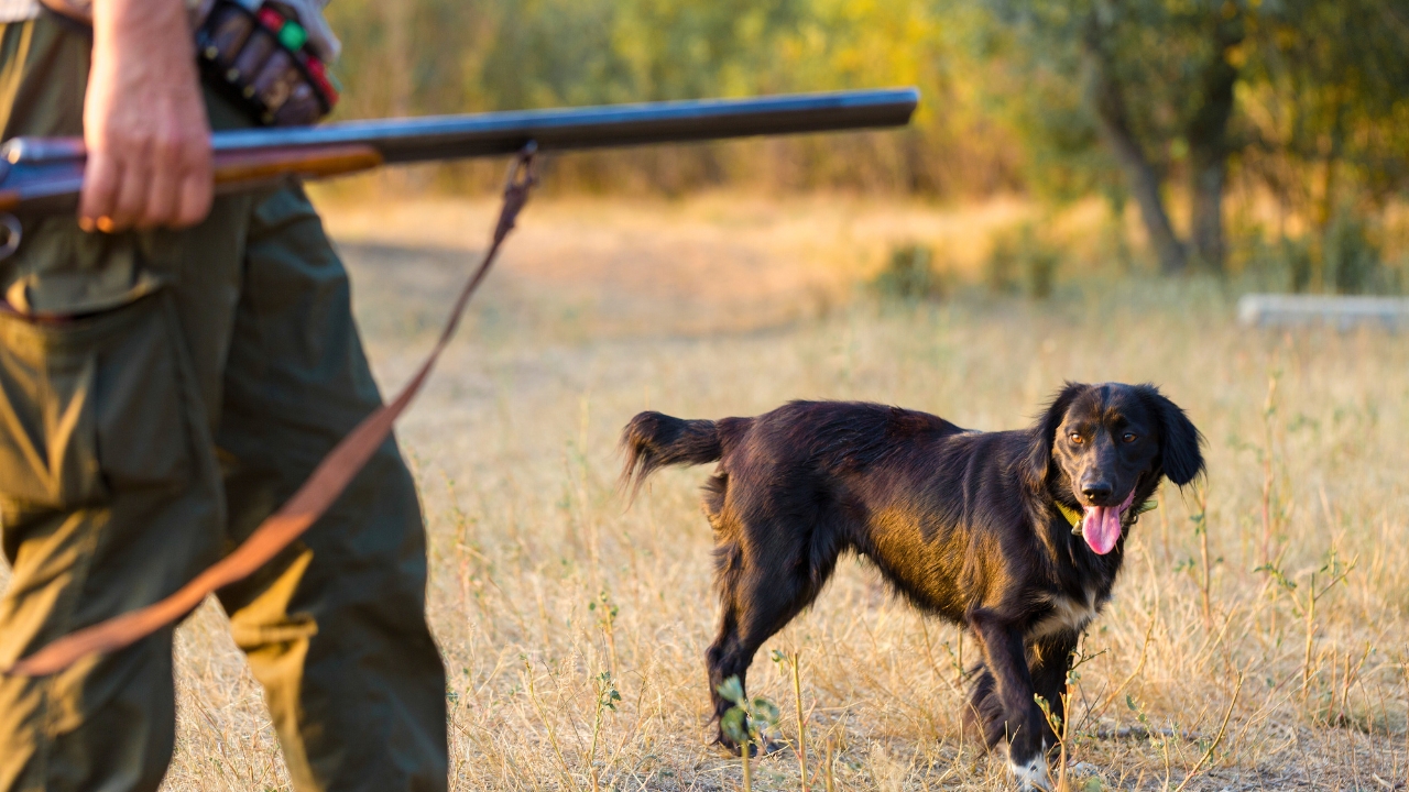 Best rabbit hunting dog breeds for quick, tight cover chases - The Avid ...