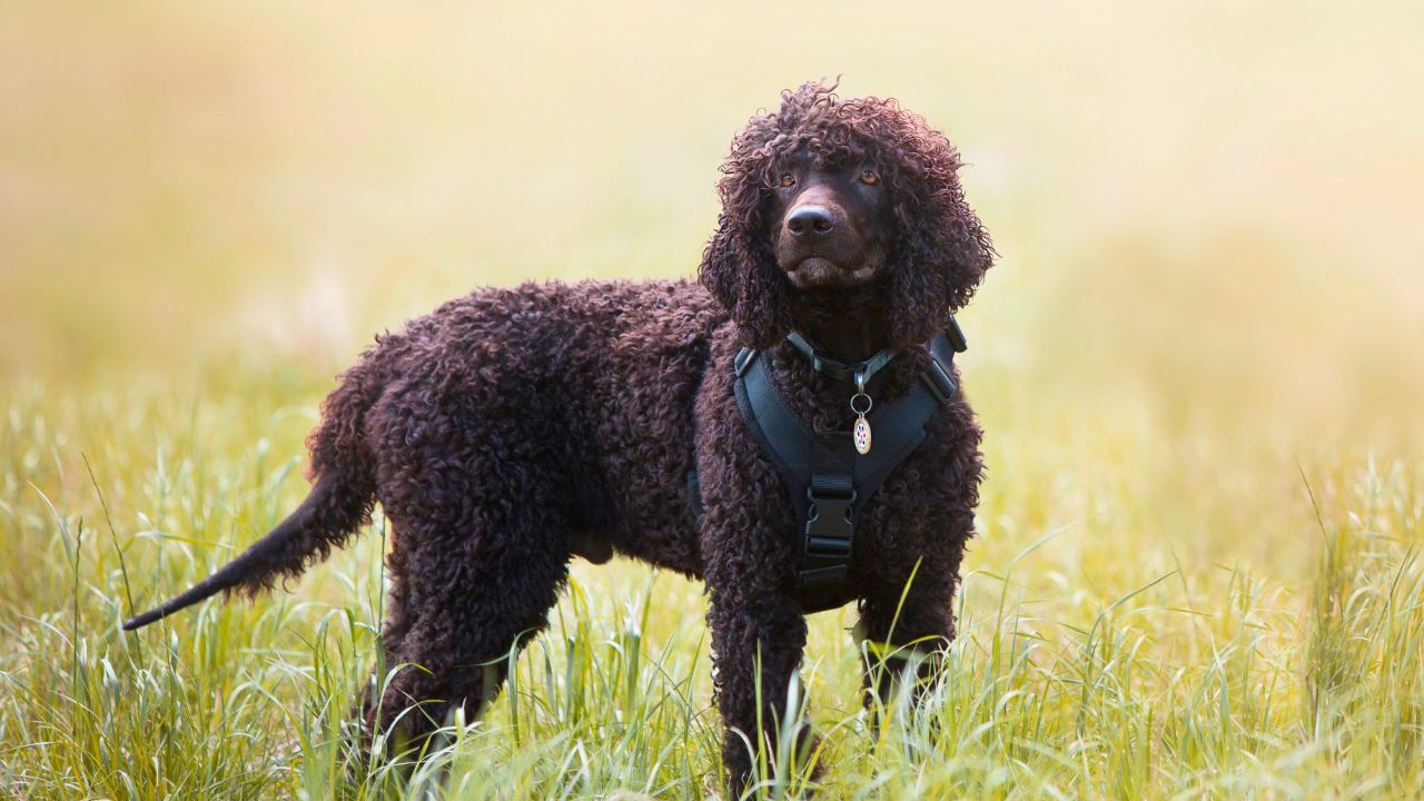 Best hunting dog breeds for waterfowl hunters - The Avid Outdoorsman