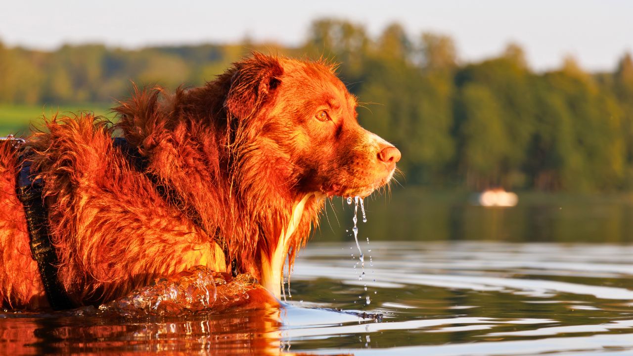 Best hunting dog breeds for waterfowl hunters - The Avid Outdoorsman