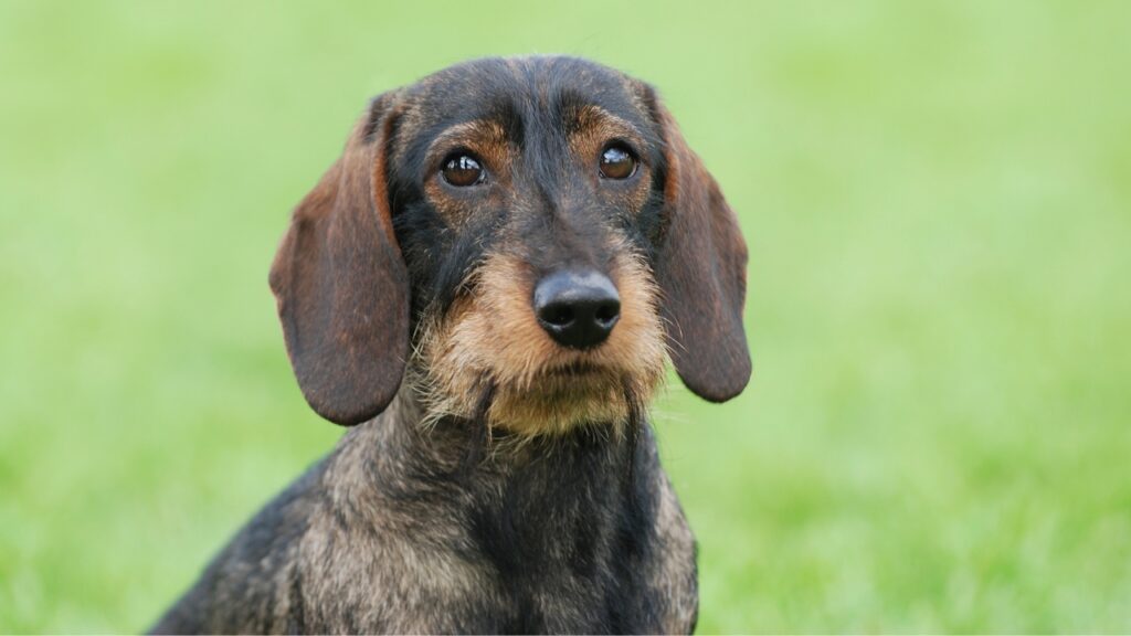 Deer tracking dog breeds that excel at recovering game - The Avid ...