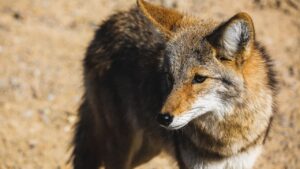 The U.S. states with the biggest coyote populations - The Avid Outdoorsman