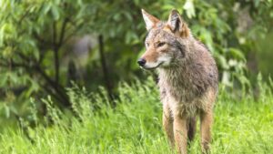 The U.S. states with the biggest coyote populations - The Avid Outdoorsman
