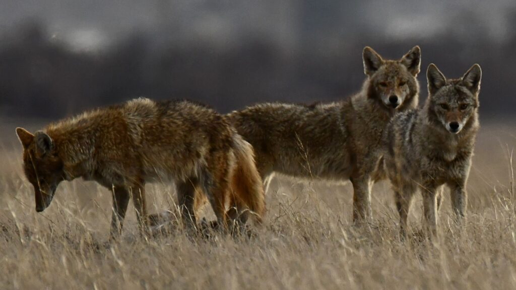 The U.S. states with the biggest coyote populations - The Avid Outdoorsman