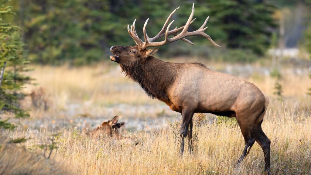 15 U.S. states where elk numbers are climbing outside the usual ...