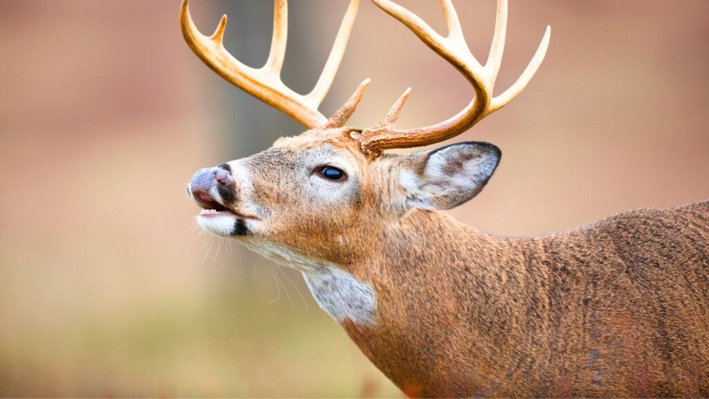 Why you’re not seeing any deer and how to fix it - The Avid Outdoorsman