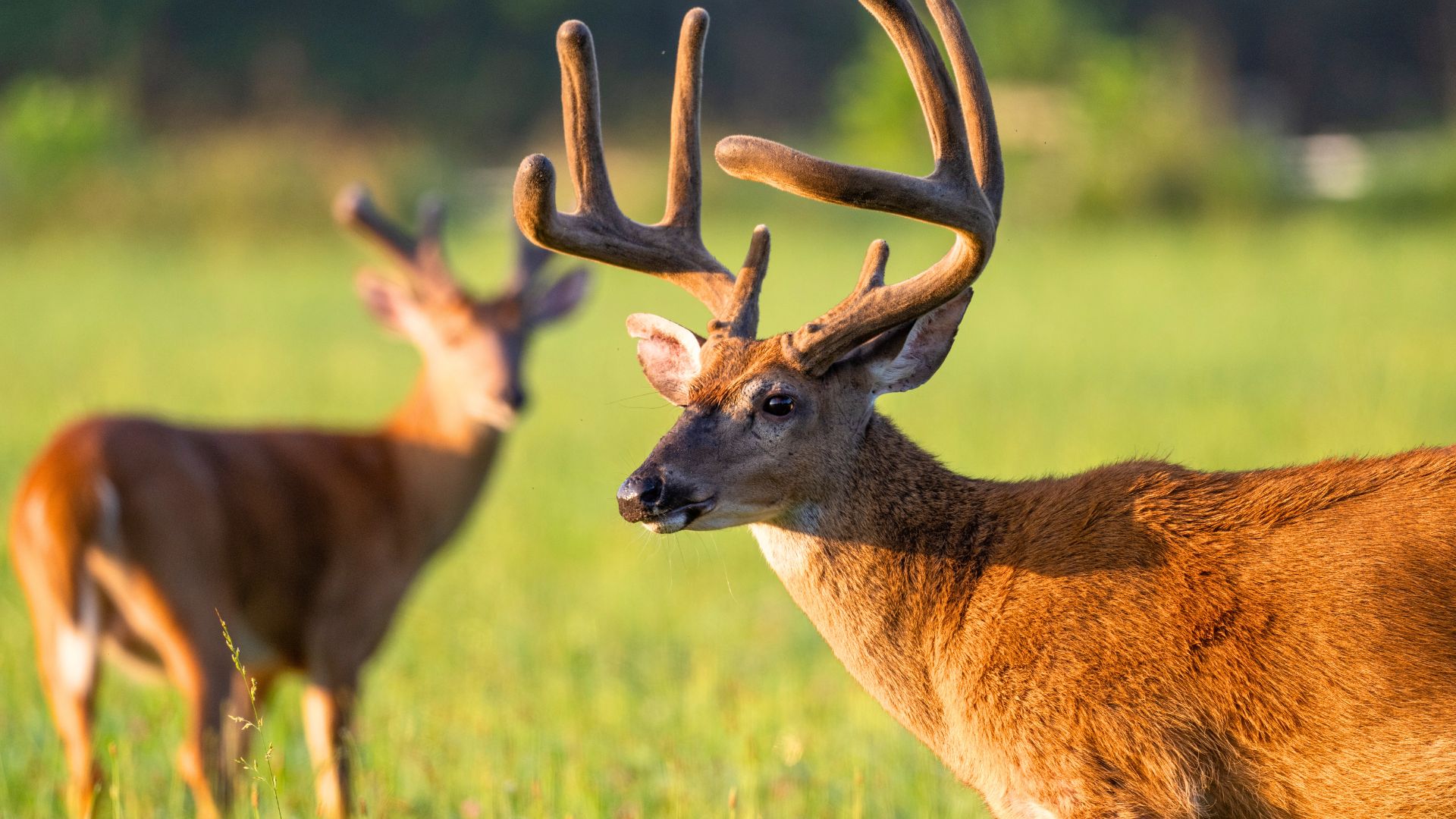 The best handloads for deer calibers that shine - The Avid Outdoorsman